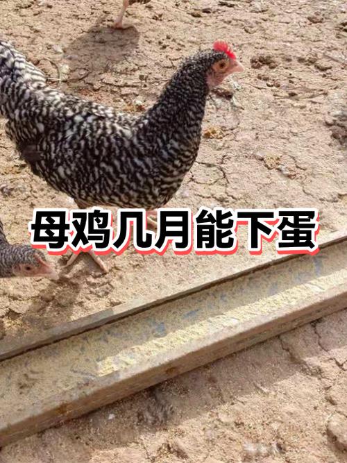 下蛋母鸡突然不爱吃食图标