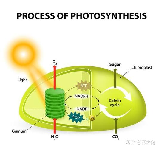 暗反应的能量变化截图
