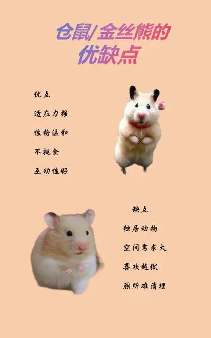 小仓鼠的性格图标