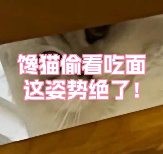 馋猫图标