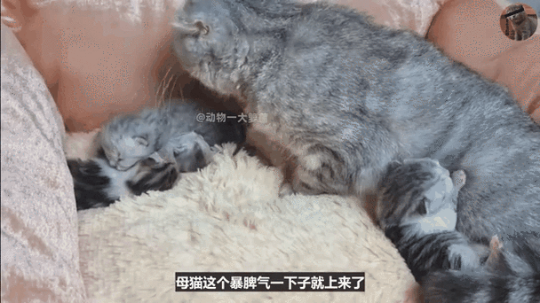 公猫为什么咬死幼崽图标