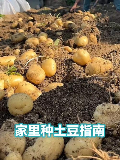 如何在家种土豆截图