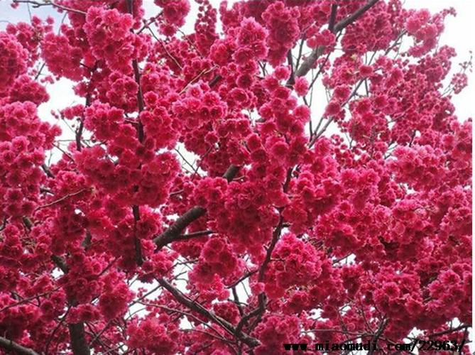 樱花树红色截图