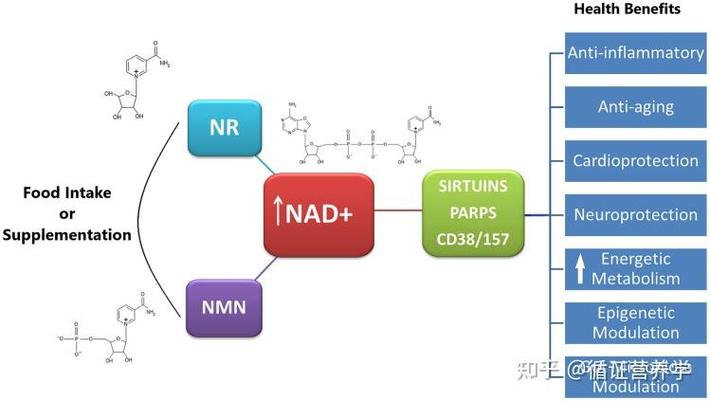 nmn和nad+截图