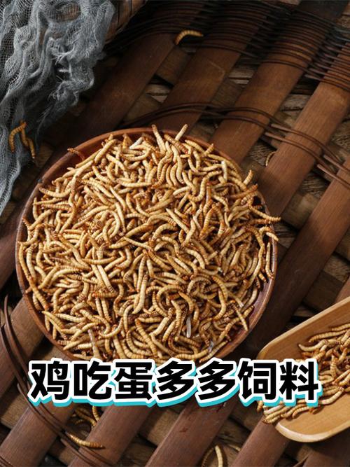 喂了蛋多多鸡蛋能吃吗图标
