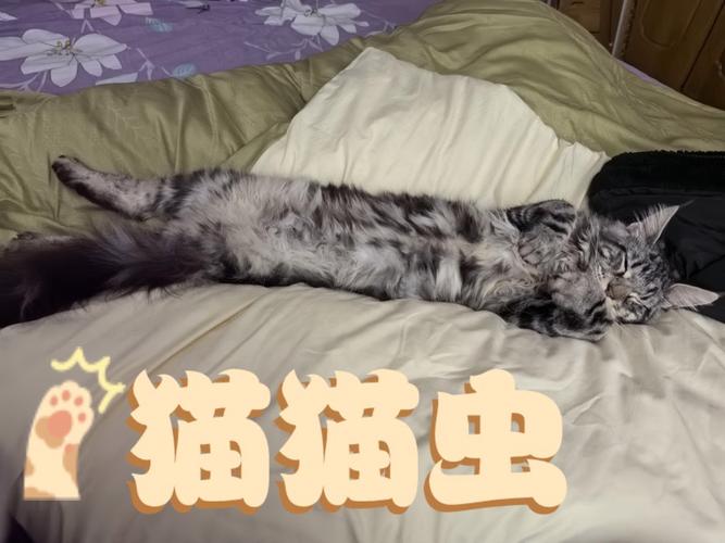 喵领域爬虫图标