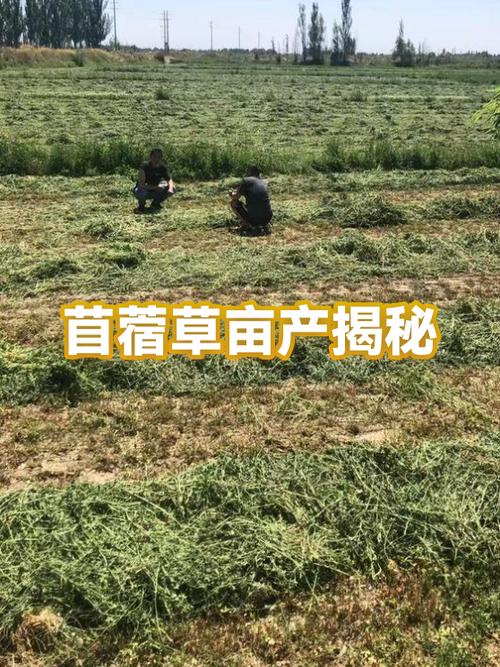 亩产40吨一60吨牧草