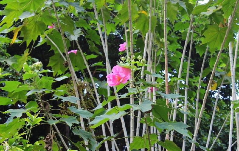 芙蓉花多少钱一斤截图