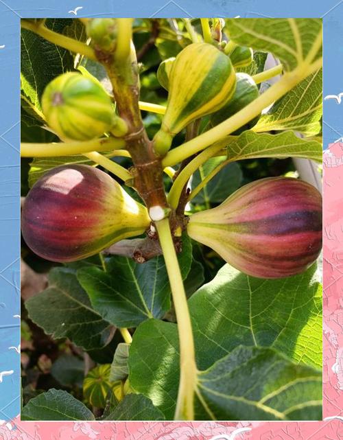 无花果树几年能结果实图标