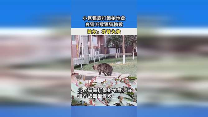 小区猫霸图标