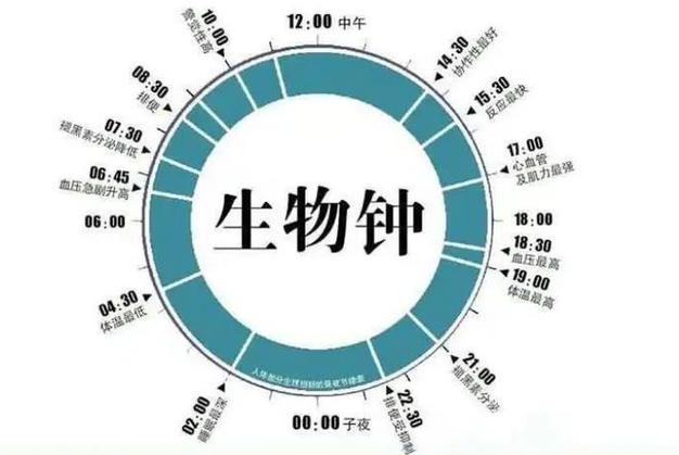 人体24小时生物钟时间表图标