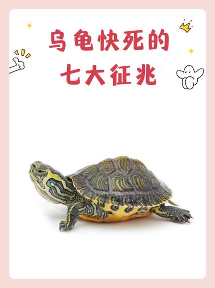 乌龟突然消失的征兆截图
