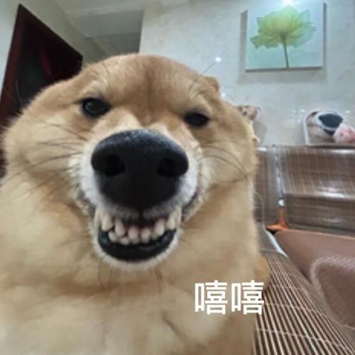 呲牙狗表情包图标