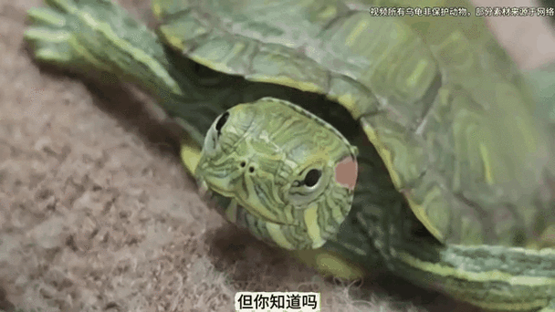 巴西龟有多聪明图标