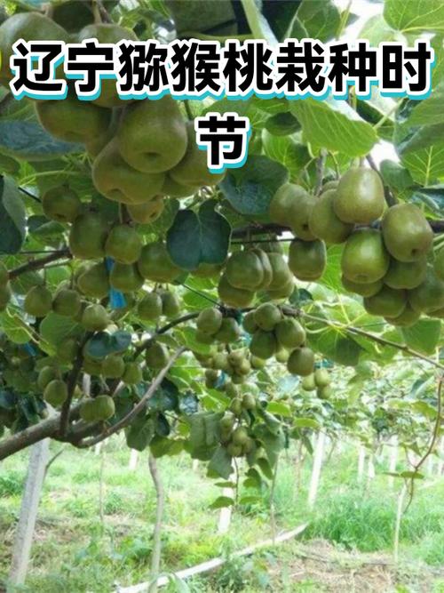 奇异果怎样取消自动扣费图标