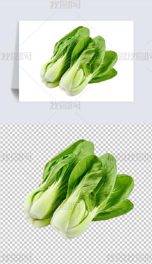 小白菜下载