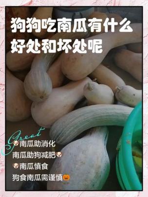 狗狗能吃苦瓜么