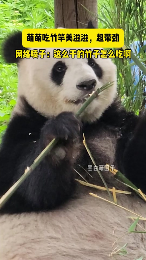 熊猫吃的竹子人能吃吗图标