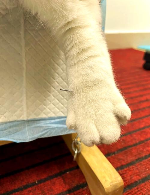 猫咪后腿突然像瘸了一样瘫软无力