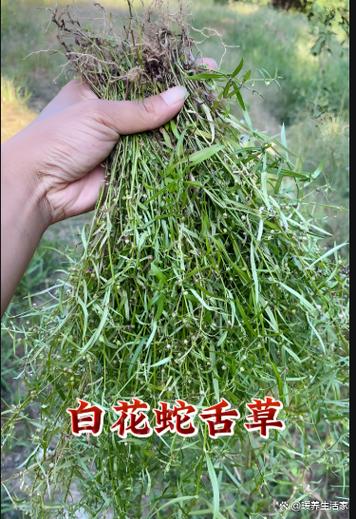 蛇舌草的作用和功能主治图标