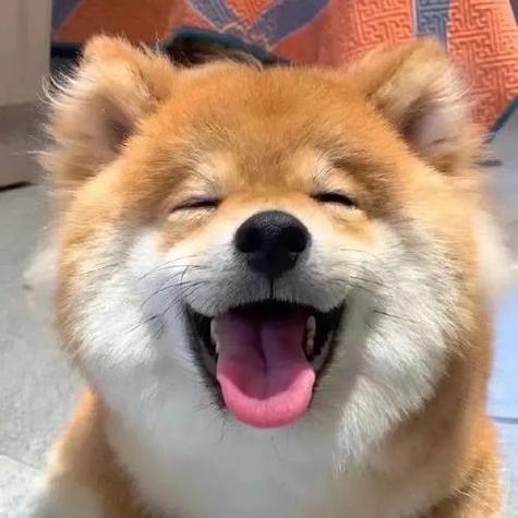 qq头像可爱萌截图