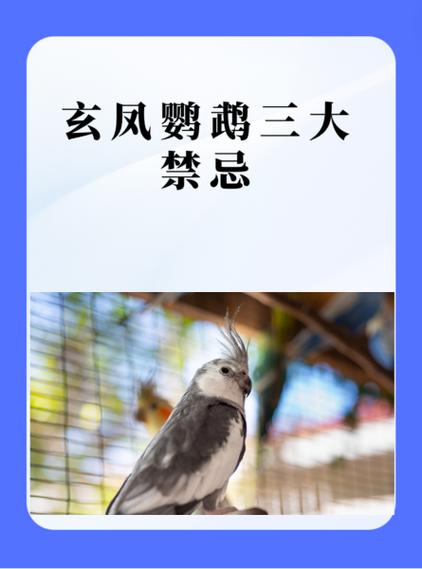 家里来鹦鹉什么预兆图标