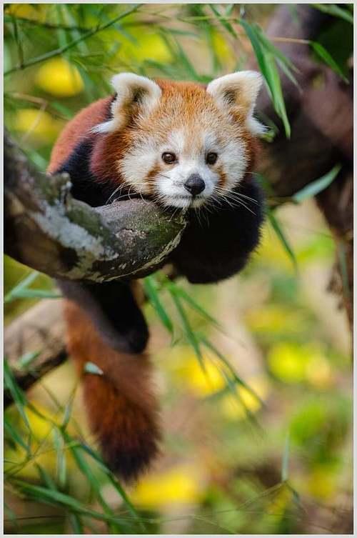 小熊猫下载