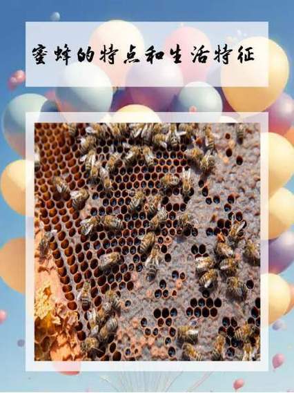 蜜蜂代发图标