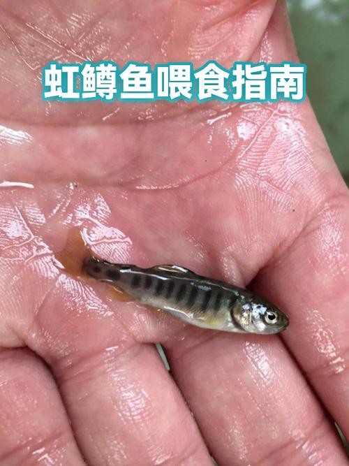 小鱼买回来多久喂食图标