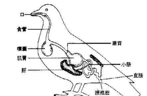鸽子嗉囊胀气喂土霉素图标