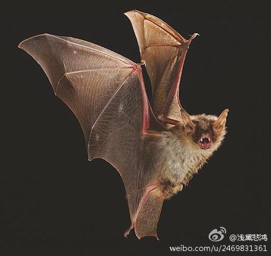 《鸟类,兽类和蝙蝠》演讲稿图标