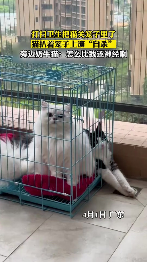 猫咪关笼子久了会疯吗图标
