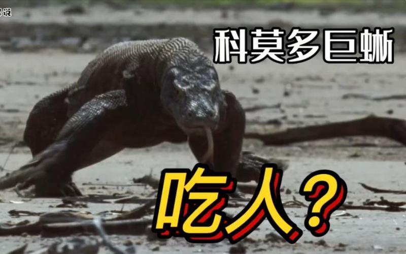 科莫多巨蜥吃人吗