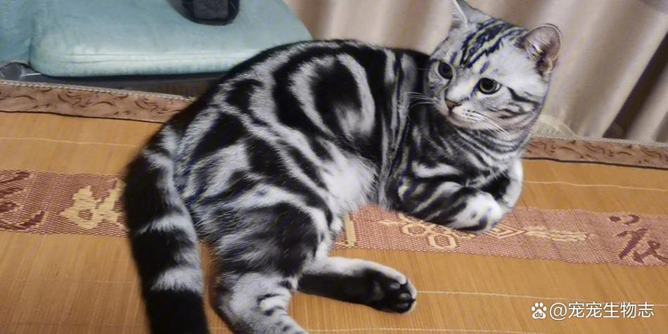 猫图片图标