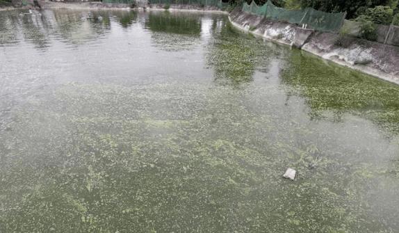 鱼塘油污怎么去除截图