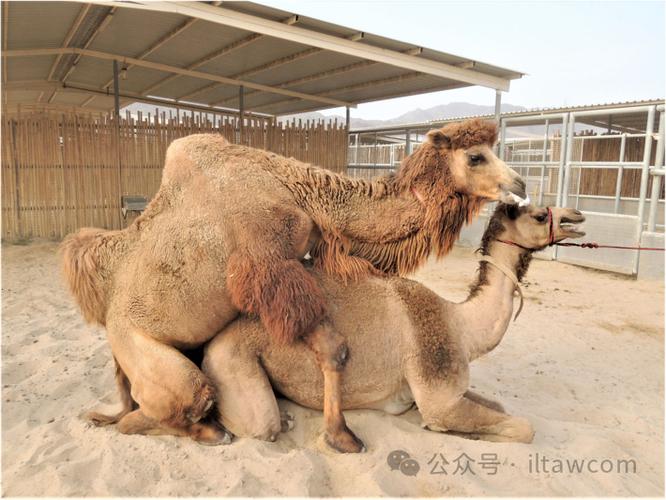 骆驼和羊驼的后代截图