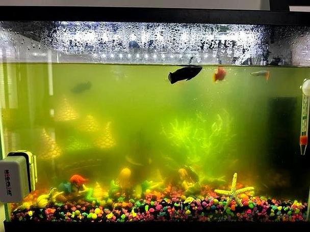 鱼缸盐下多了水变浑浊截图