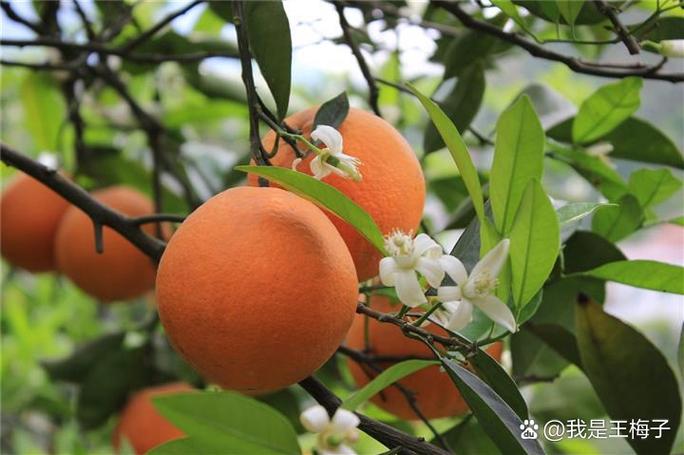 橙子什么时候开花