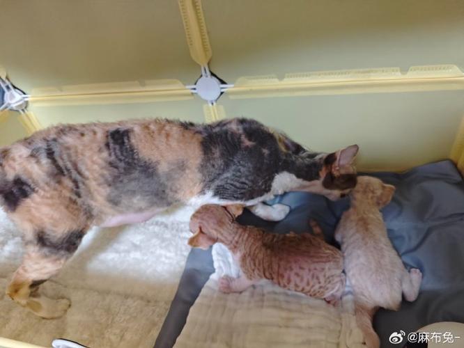 小猫咪的日记图标