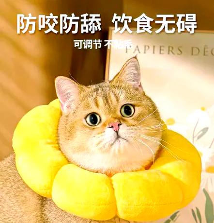 猫咪一侧腿瘸了要警惕截图