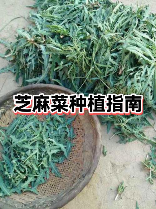 芝麻菜的特点图标