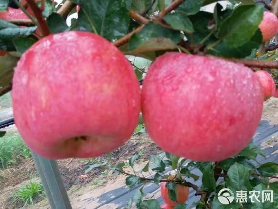 陕西新品种苹果树苗图标
