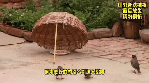 梦到抓小鸟然后小鸟死了图标