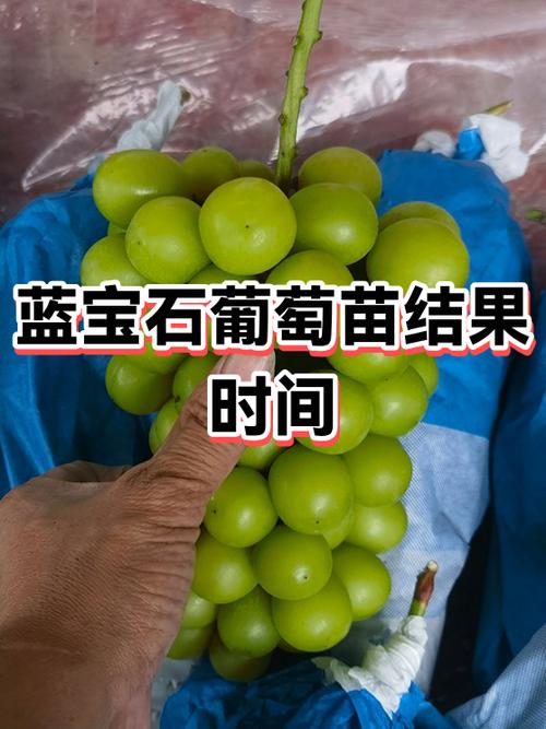 蓝宝石葡萄露天种植技术图标