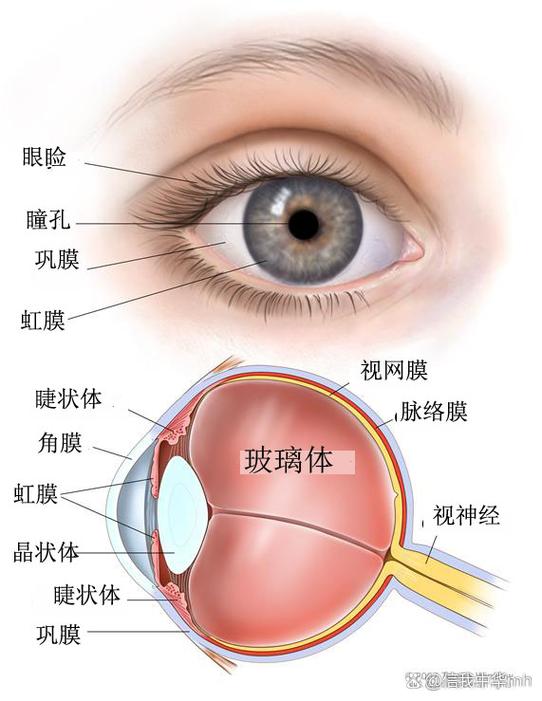 人眼为什么能看到东西图标