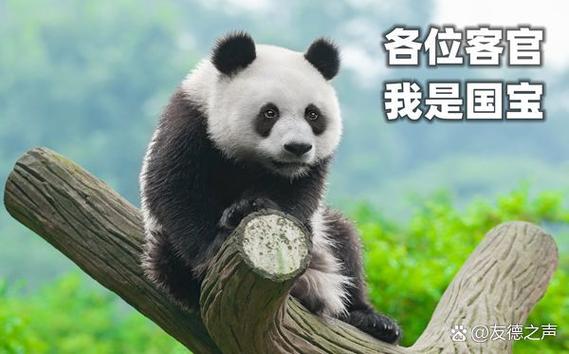 动物语言翻译图标