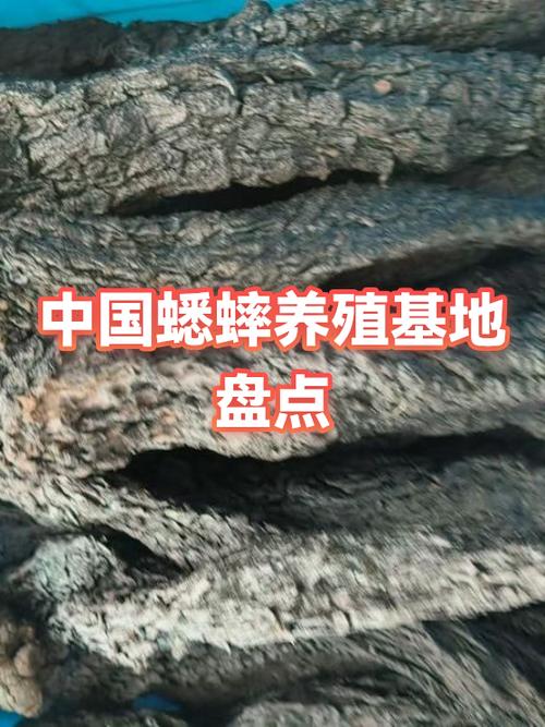 蟋蟀养殖是国家扶持项目吗图标