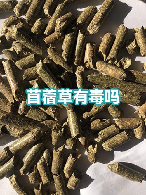 苜蓿草有毒吗截图