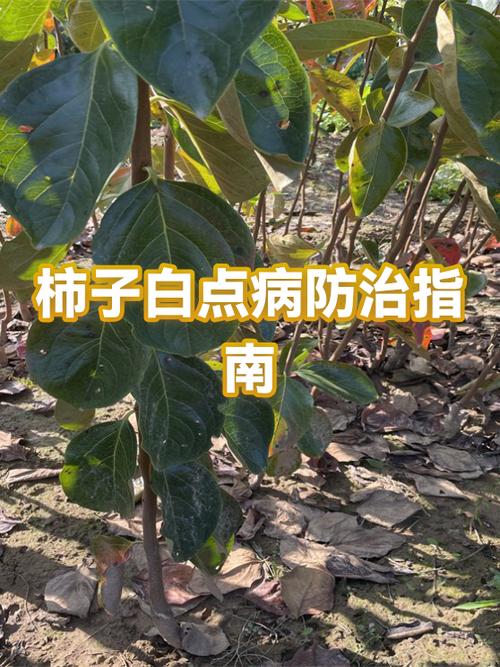 皮肤出现小白点截图
