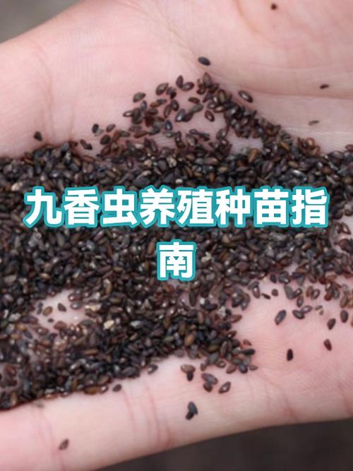 灭九香虫最简单方法图标